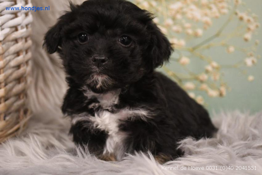 Boompoo Reu 10353 aangeboden bij Kennel de Hoeve