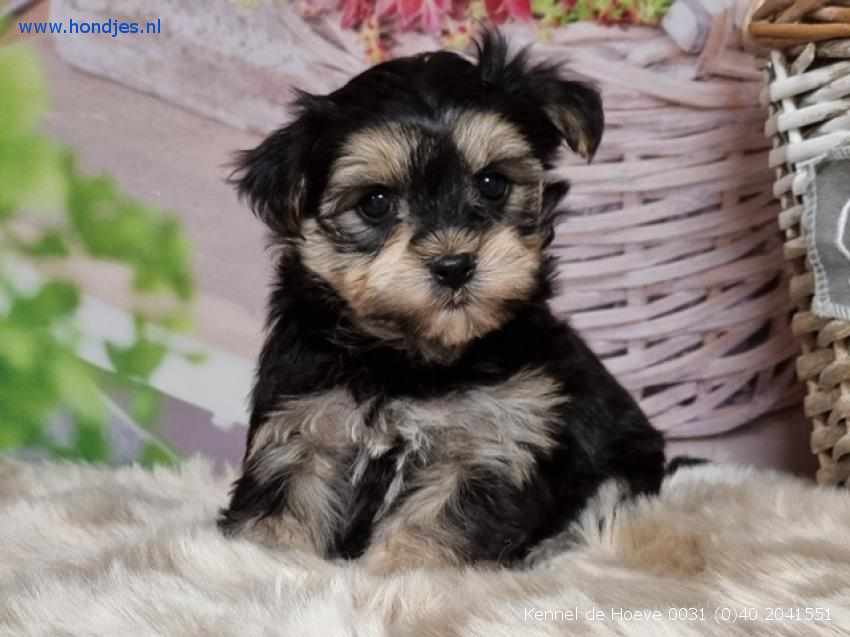 Boompoo Teef 9662 aangeboden bij Kennel de Hoeve