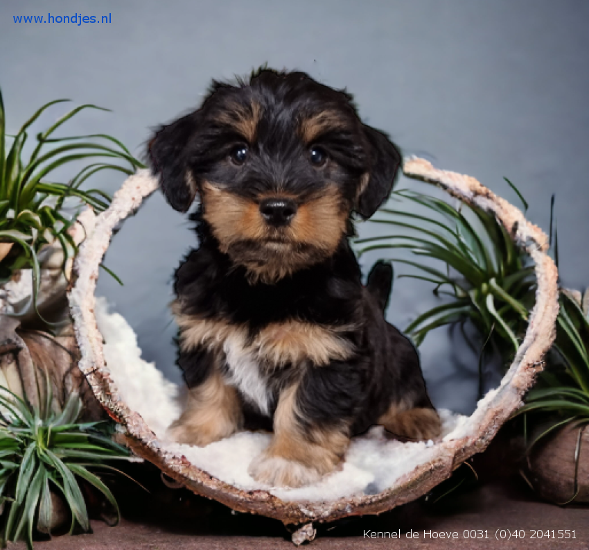 Boompoo Teef 9662 aangeboden bij Kennel de Hoeve