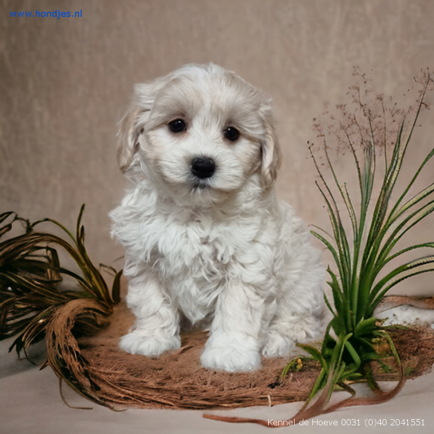 Boompoo Reu 12626 aangeboden bij Kennel de Hoeve