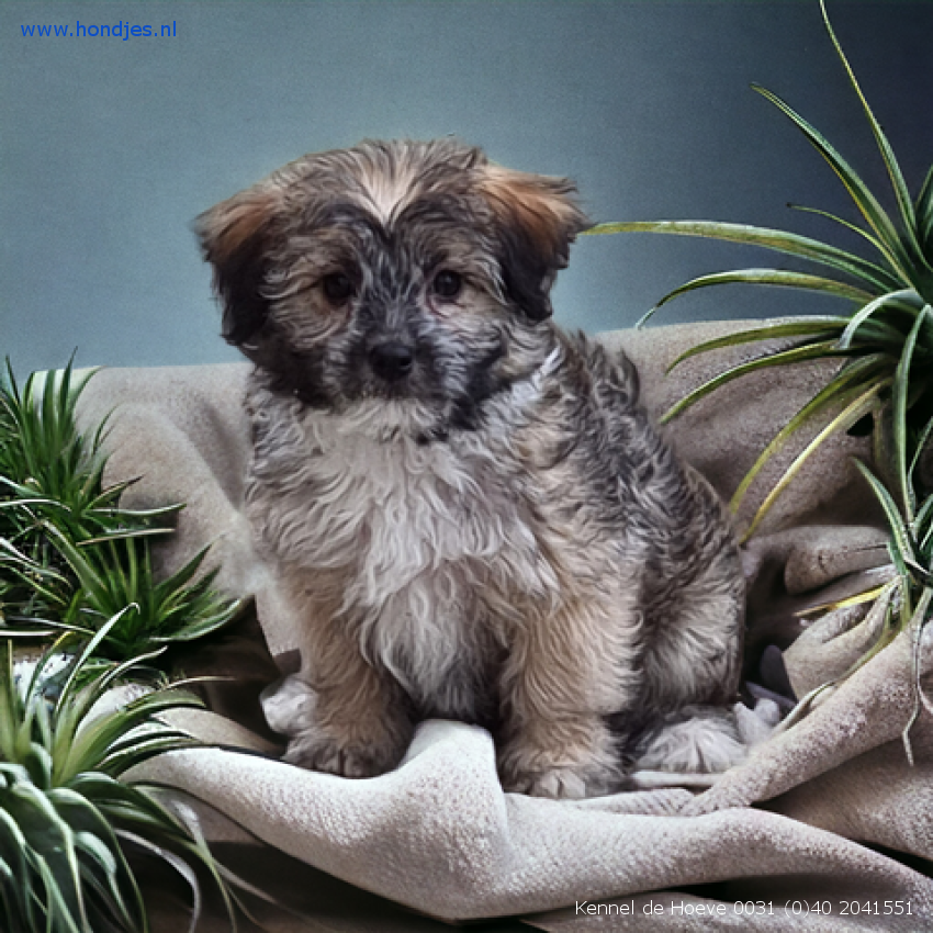 Boompoo Reu 12626 aangeboden bij Kennel de Hoeve