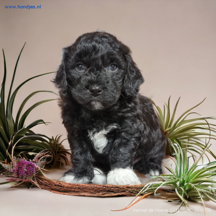 Boompoo Reu 12626 aangeboden bij Kennel de Hoeve