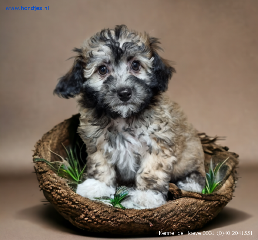 Alles over onze pups | welpenausholland.de