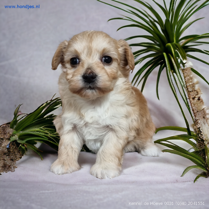 Boompoo Reu 12626 aangeboden bij Kennel de Hoeve