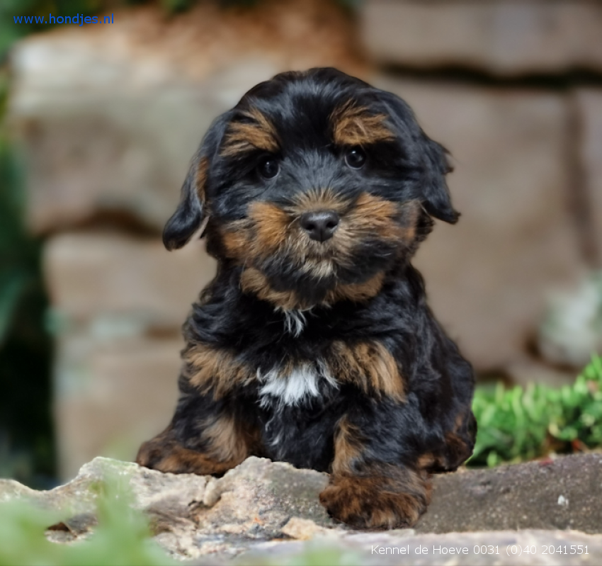 Zwinger de Hoeve. Züchter von Boomer, bolonka, bolonka Zwetna, Maltipoo ...
