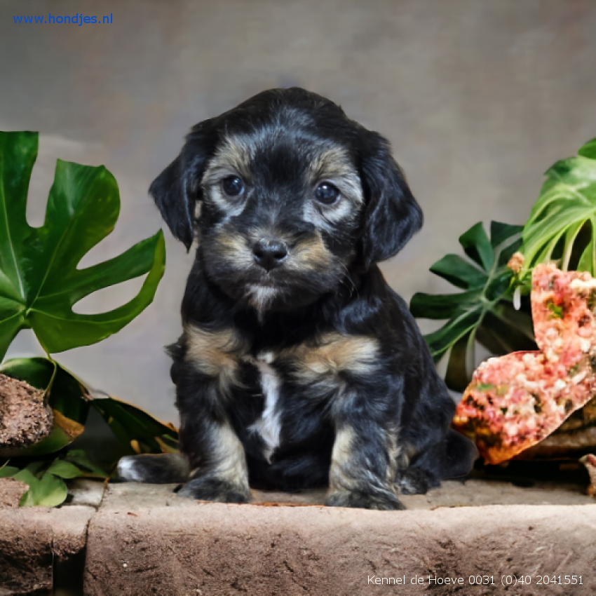 | welpenausholland.de
