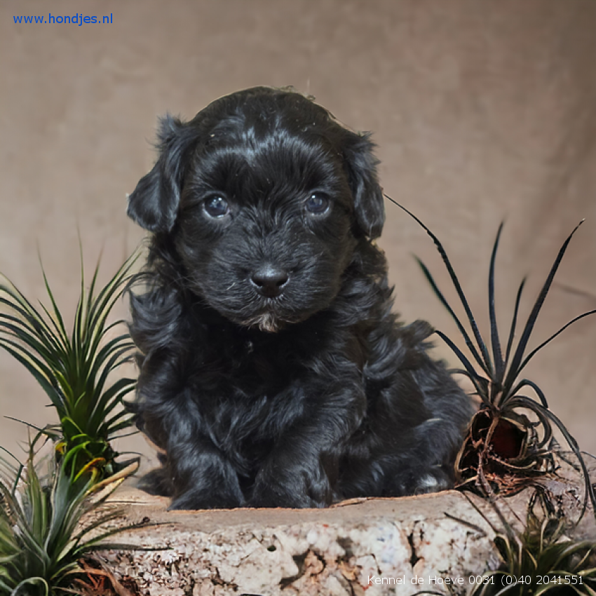 Zwinger de Hoeve. Züchter von Boomer, bolonka, bolonka Zwetna, Maltipoo ...