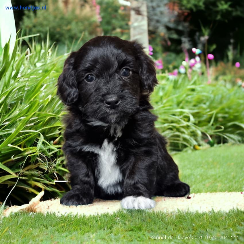 Een pup in huis | welpenausholland.de