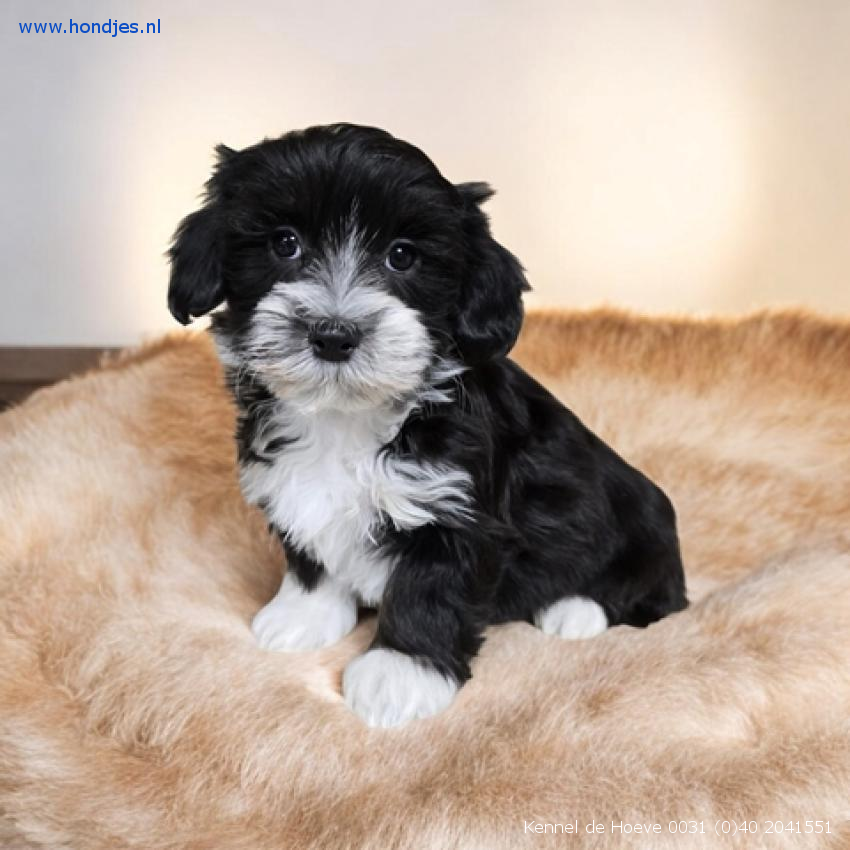 Zwinger de Hoeve. Züchter von Boomer, bolonka, bolonka Zwetna, Maltipoo ...